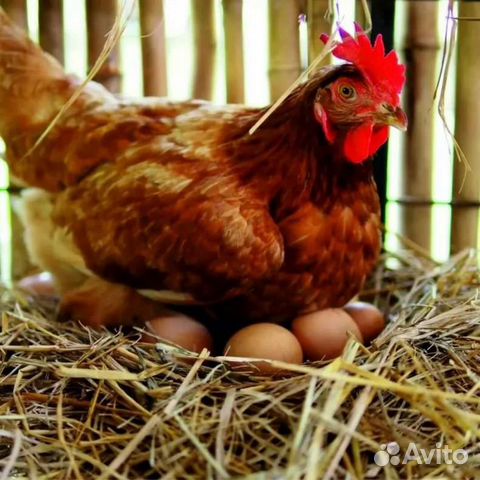 Куры несушки ломан браун