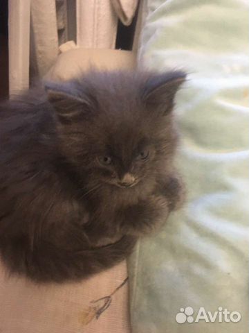 Котенок мальчик дымчатый 1,5 мес
