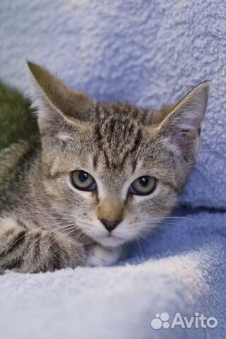 Малышка Мила (котёнок, 3 мес.)