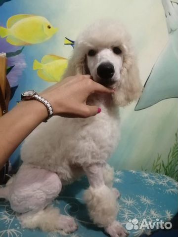 Щенки королевского пуделя