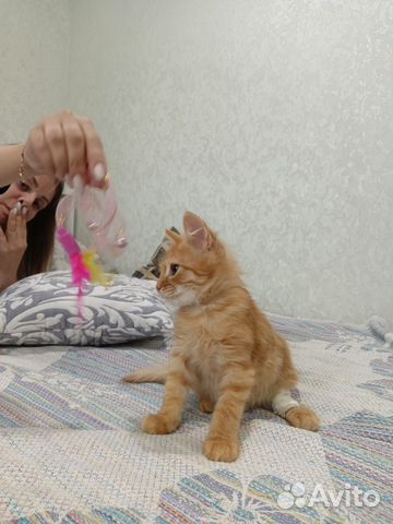 Котенок Кузя в добрые ручки