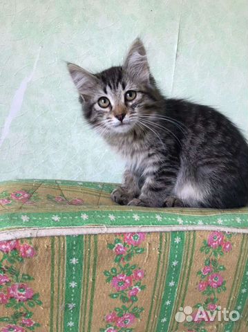 Нежнейший котенок, домашняя девочка