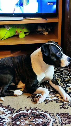 Американский Стаффордширский терьер в добрые руки