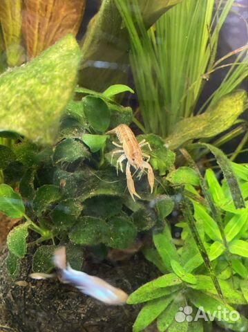 Карликовые болотные раки