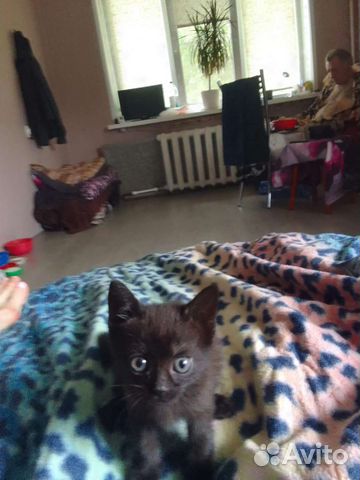 Котёнок девочка 1 мес