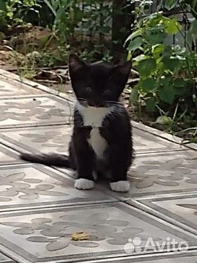 Котята отдам даром
