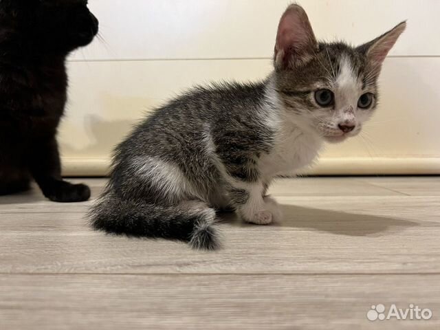Котята бесплатно