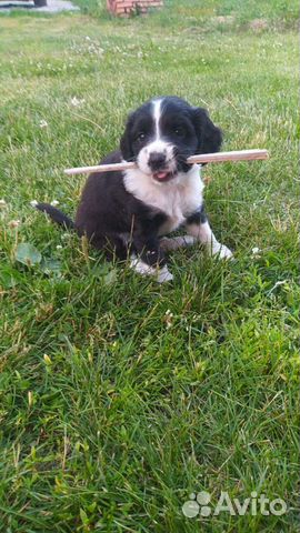 Щенок спаниеля в добрые руки бесплатно