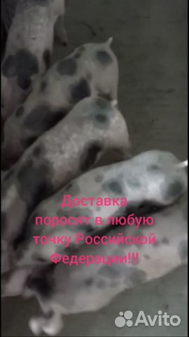 Поросята породы Пьетрен(Макстер)