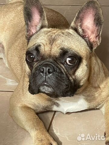 Французский бульдог щенки