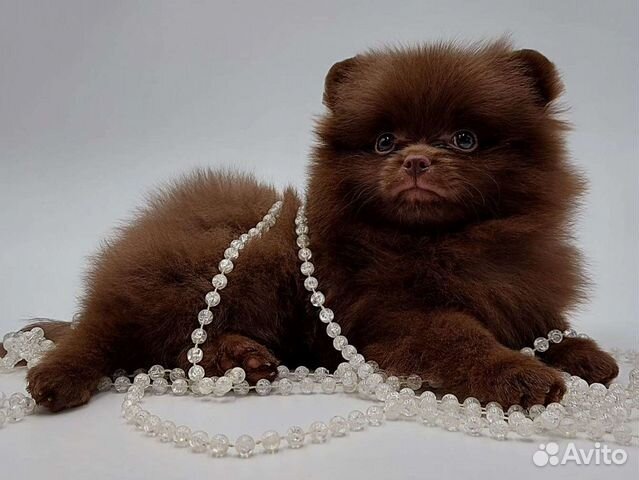 Эксклюзивные девочки