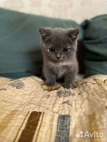 Британская кошка