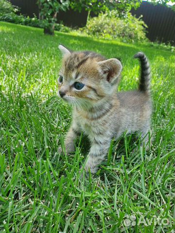 Кошки в добрые руки