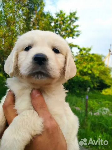 Золотистый ретривер