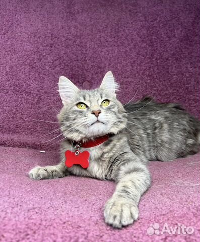 Кокетка Шанель в добрые руки