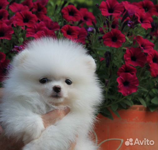 Белый мини мальчик 2.5 мес