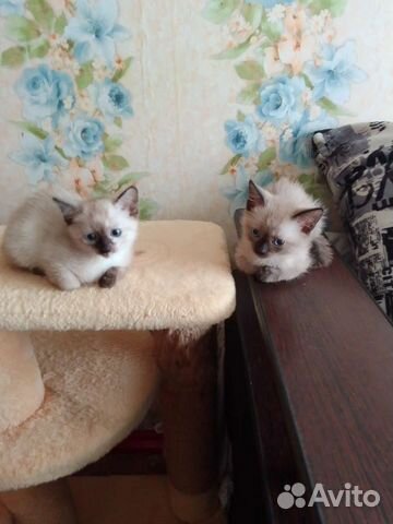 Тайские котята