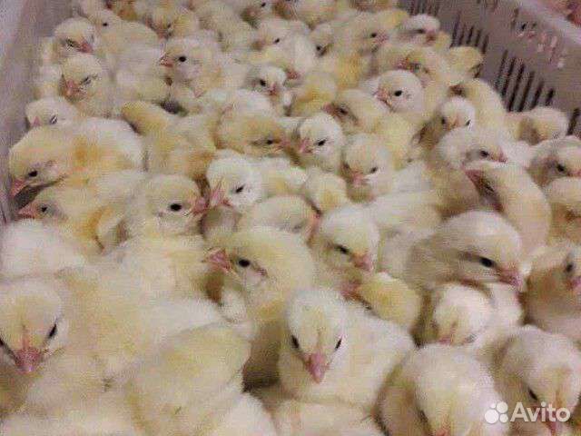 Цыплята бройлеры суточные