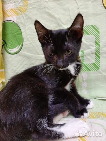 Котенок-мальчик,2,5 мес