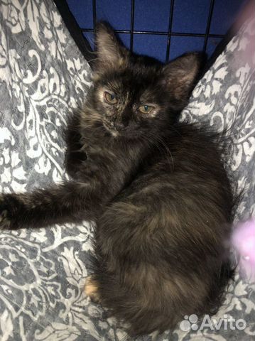 Киска-малышка Черепаховая, окрас химеры в дар