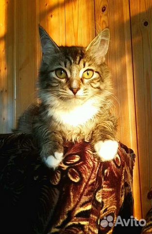 Котенок болтает не по -кошачьи