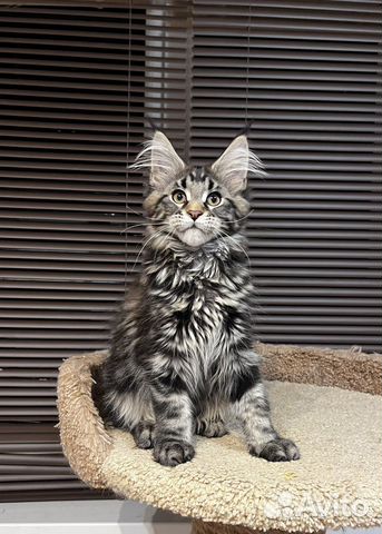 Кошка Тоскана