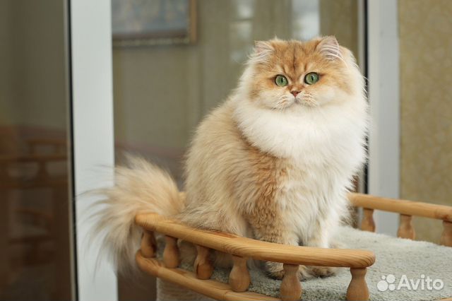 Девочка золотая шиншилла