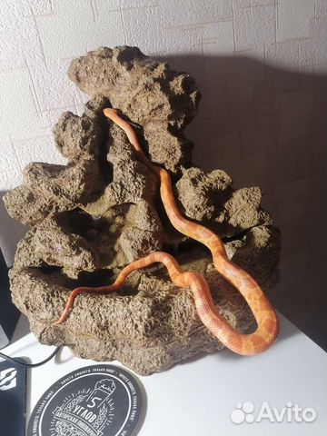 Змея маисовый полоз