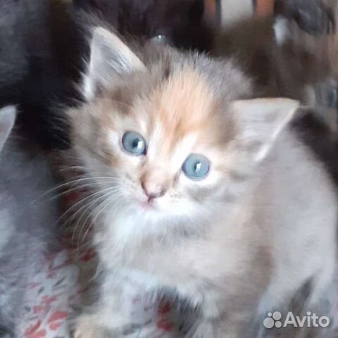 Трехцветная кошечка