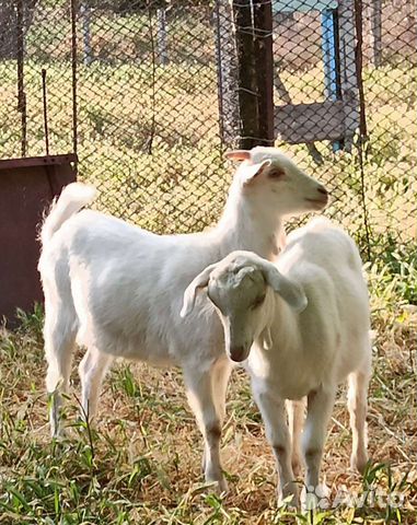 Коза с козлятами