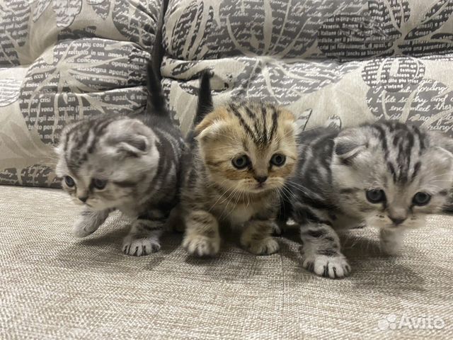 Шотландские котята