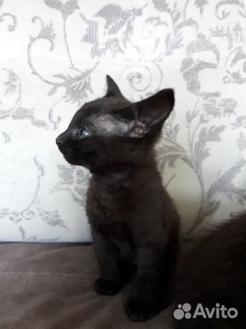 Котята - Черные пантеры