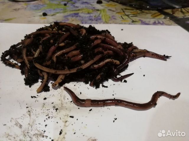 Червей навозных для разведения 1 кг