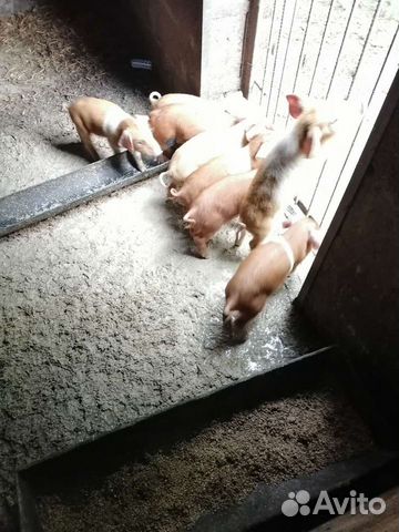 Поросята дюрок