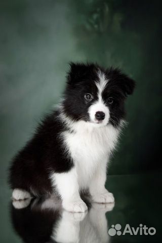 Мальчик Бордер Колли