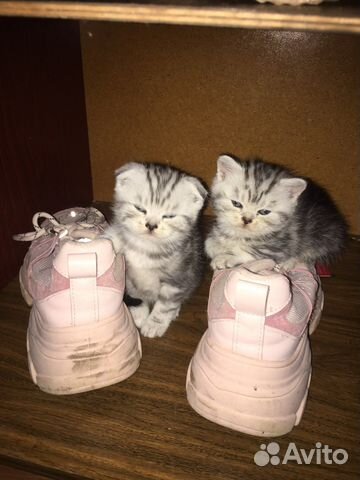 Британские котята вислоухие