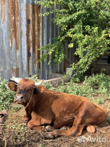 Быки живым весом