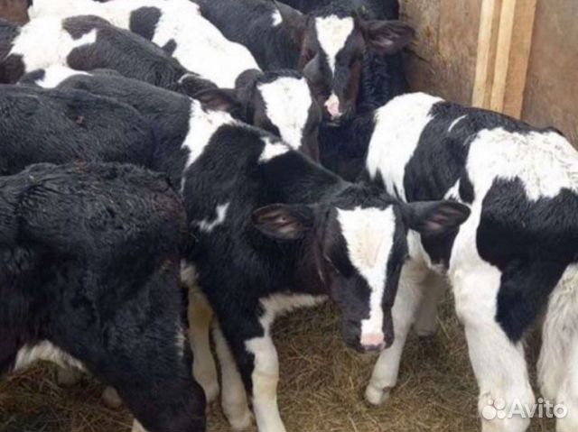 Бычки телята