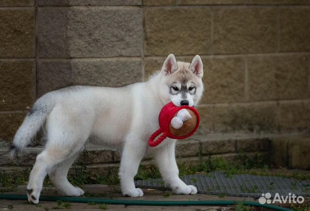 Кобель сибирского хаски