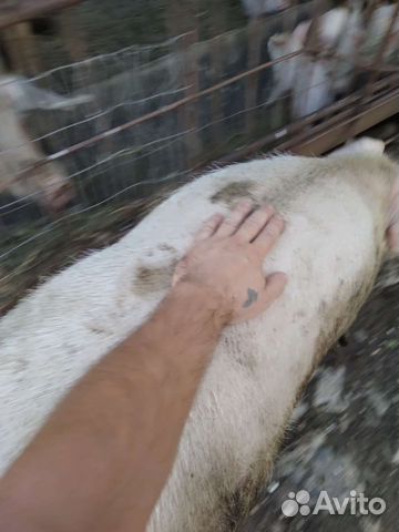 Поросенок ландрас