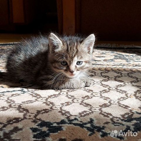 Котенок