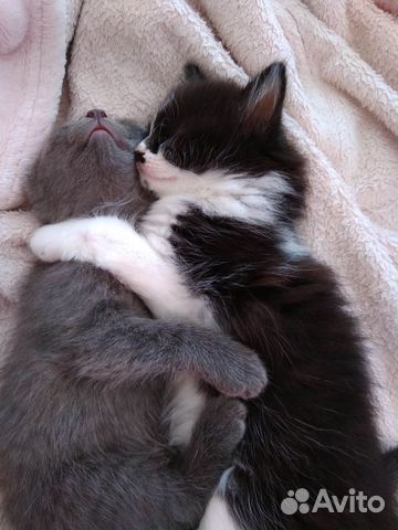 Отдам котят в добрые руки