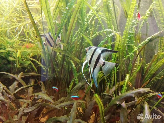 Скалярия голубая