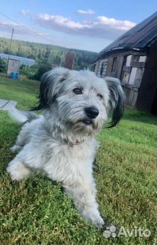 Лохматенький красавчик Боня