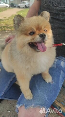 Мини шпиц случка