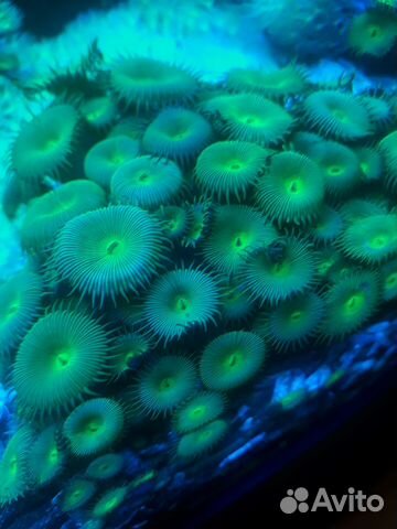 Морские кораллы Политоя, клавулярия