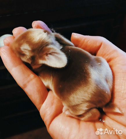 Настоящие кролики сатины