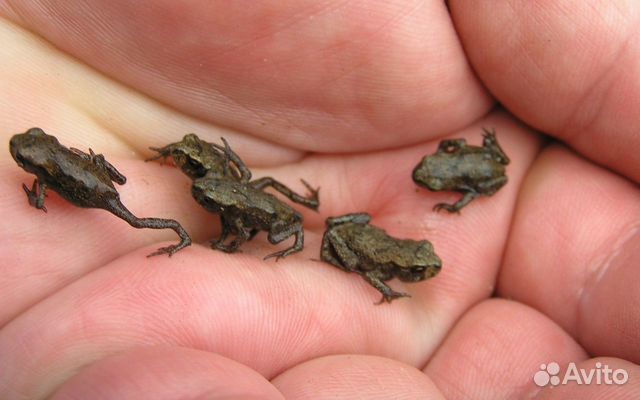 Лягушата новорожденные