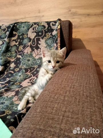 Котенок