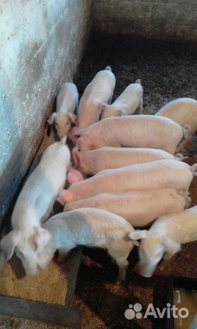 Продам поросят. Проколены витаминами цена 3800